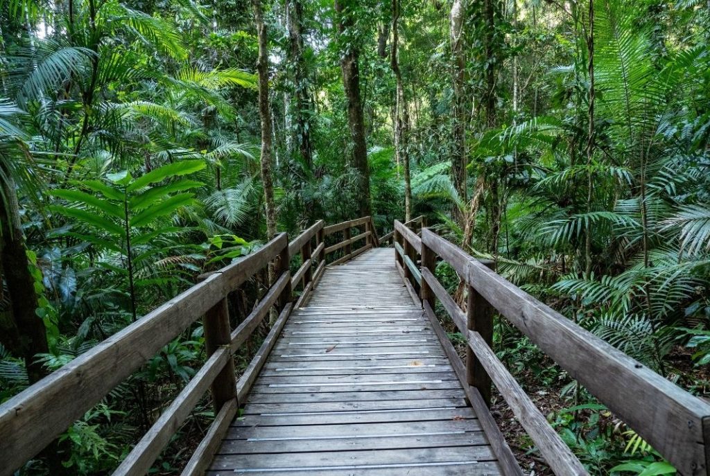 Daintree Guides | Daintree Tours | Expert Knowledge